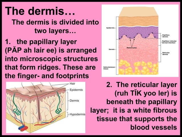 Anatomy-Integumentary-System for Animal Structure | PPT | Skin and ...