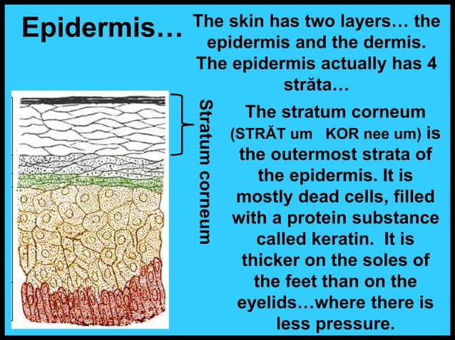 Anatomy-Integumentary-System for Animal Structure | PPT | Skin and ...