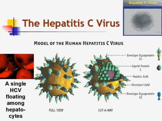 Hepatitis C | PPT