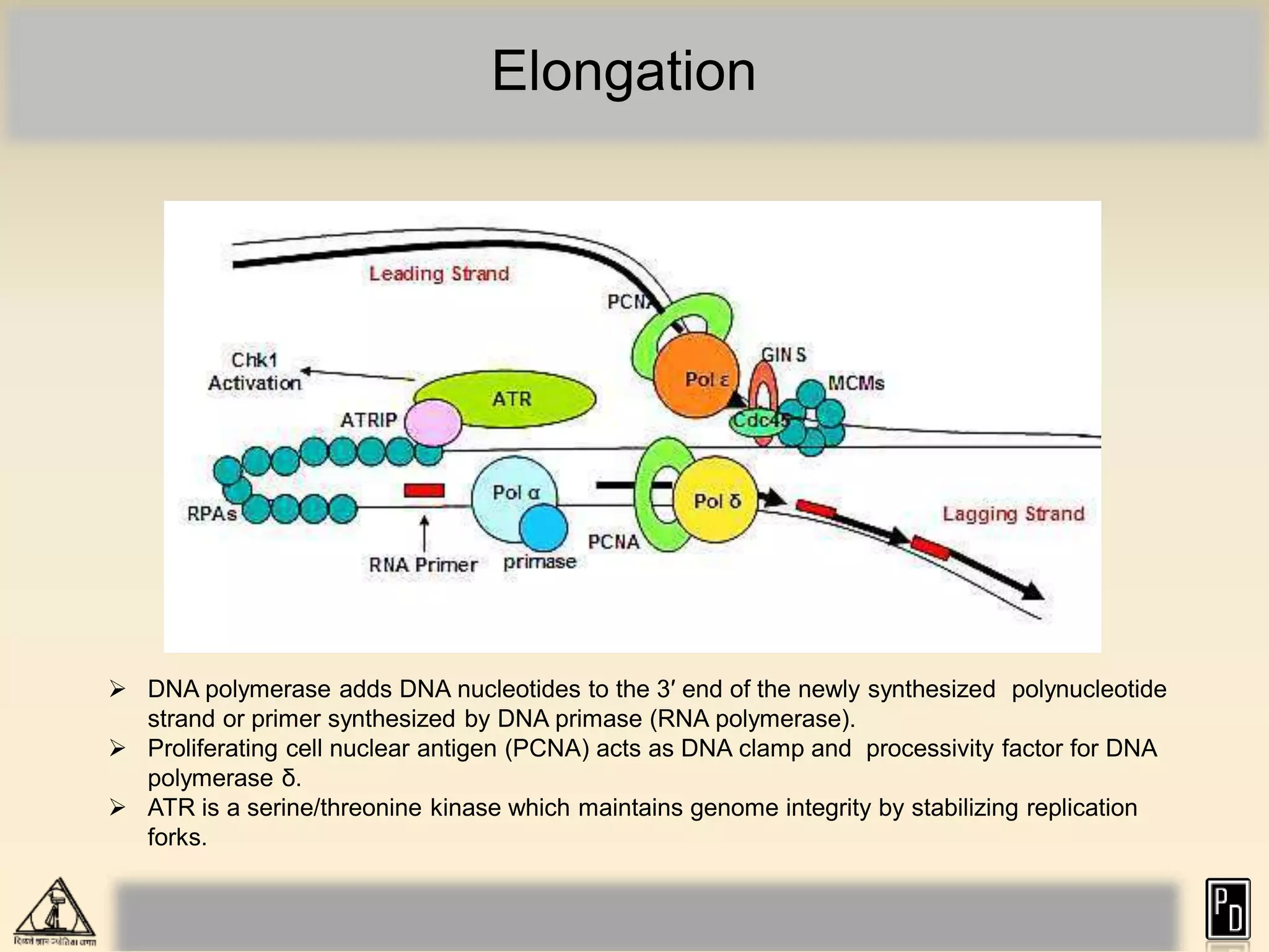 1768816628DNA replication in eukaryotes.pdf