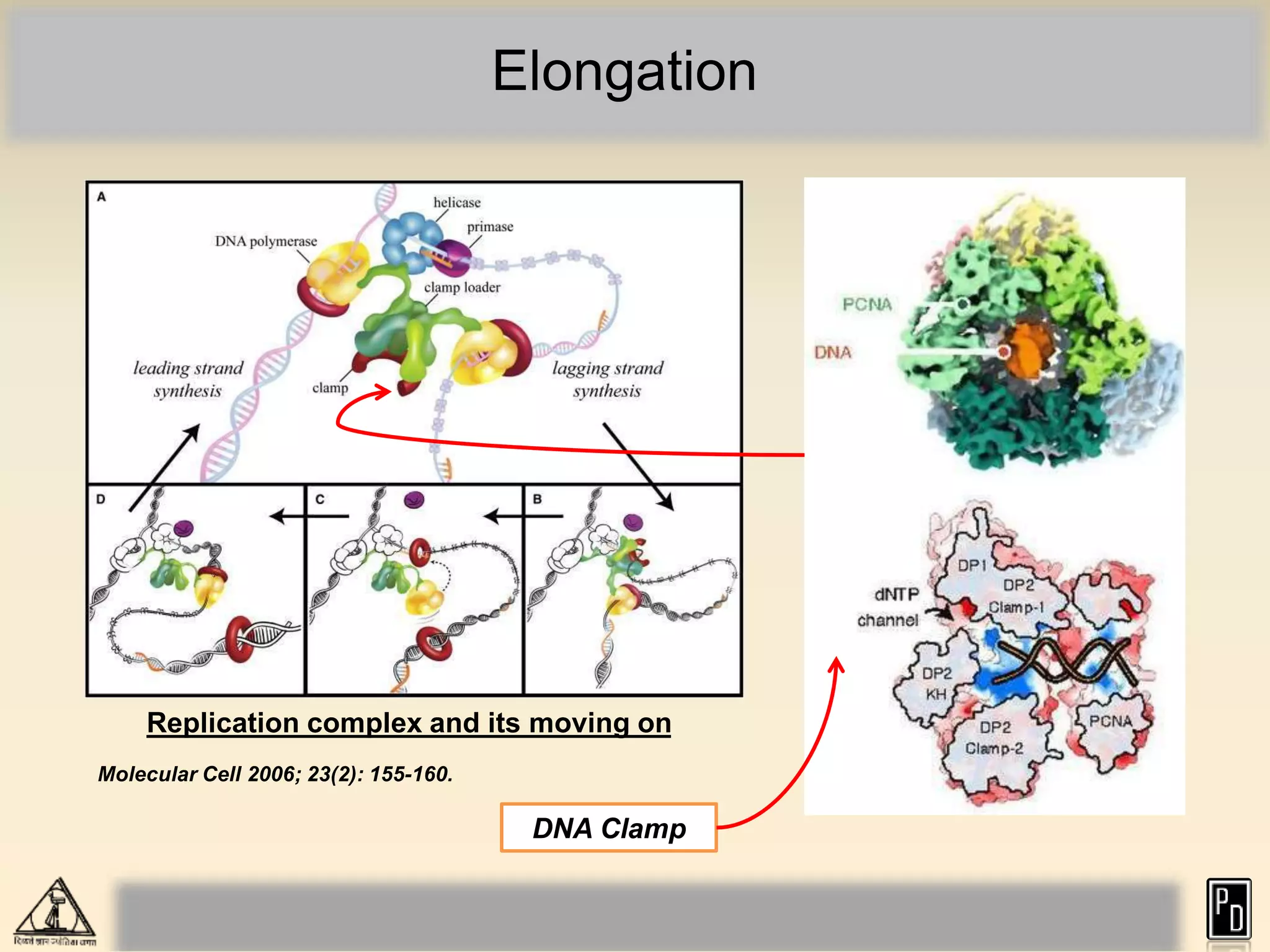 1768816628DNA replication in eukaryotes.pdf