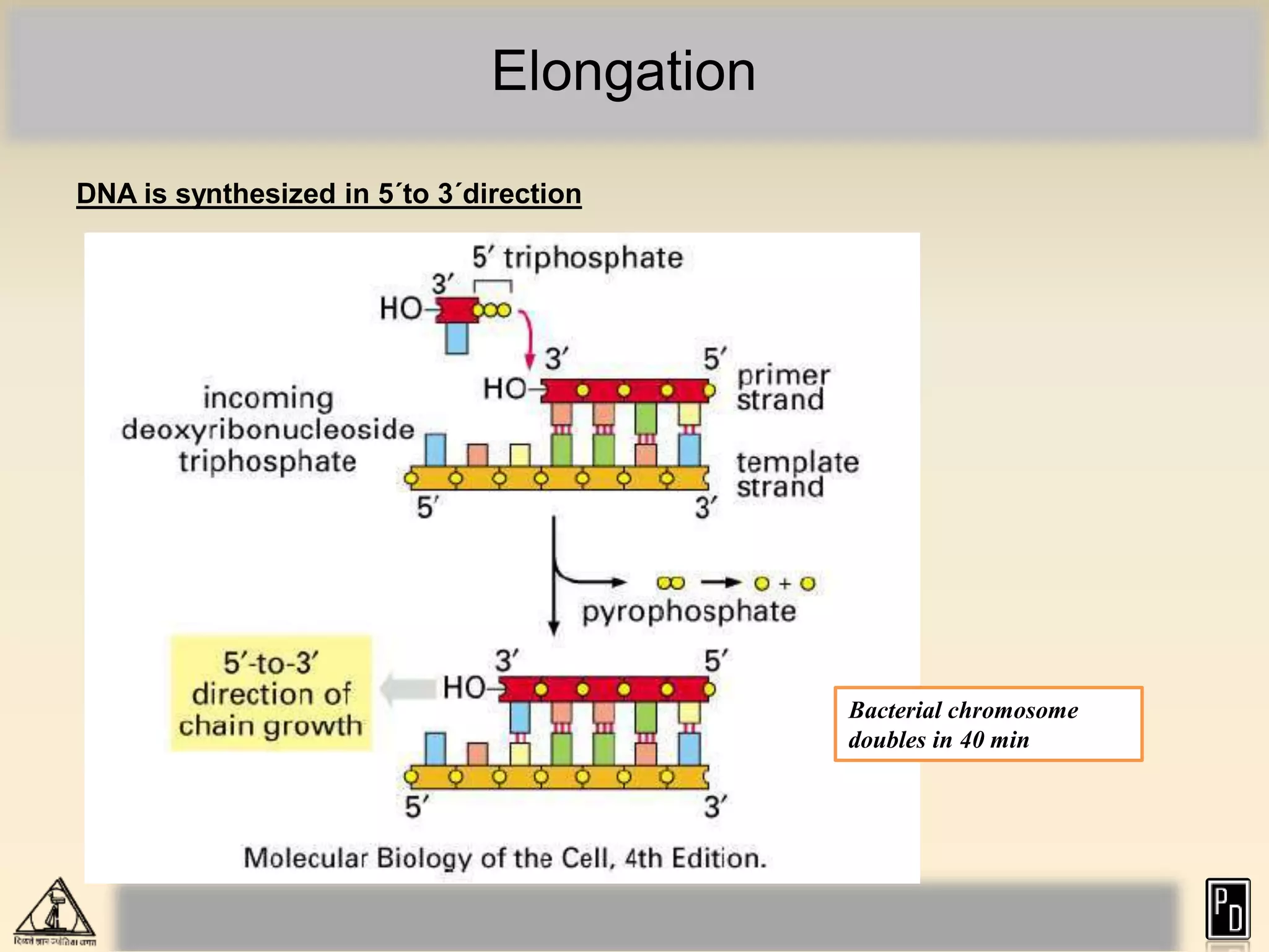 1768816628DNA replication in eukaryotes.pdf