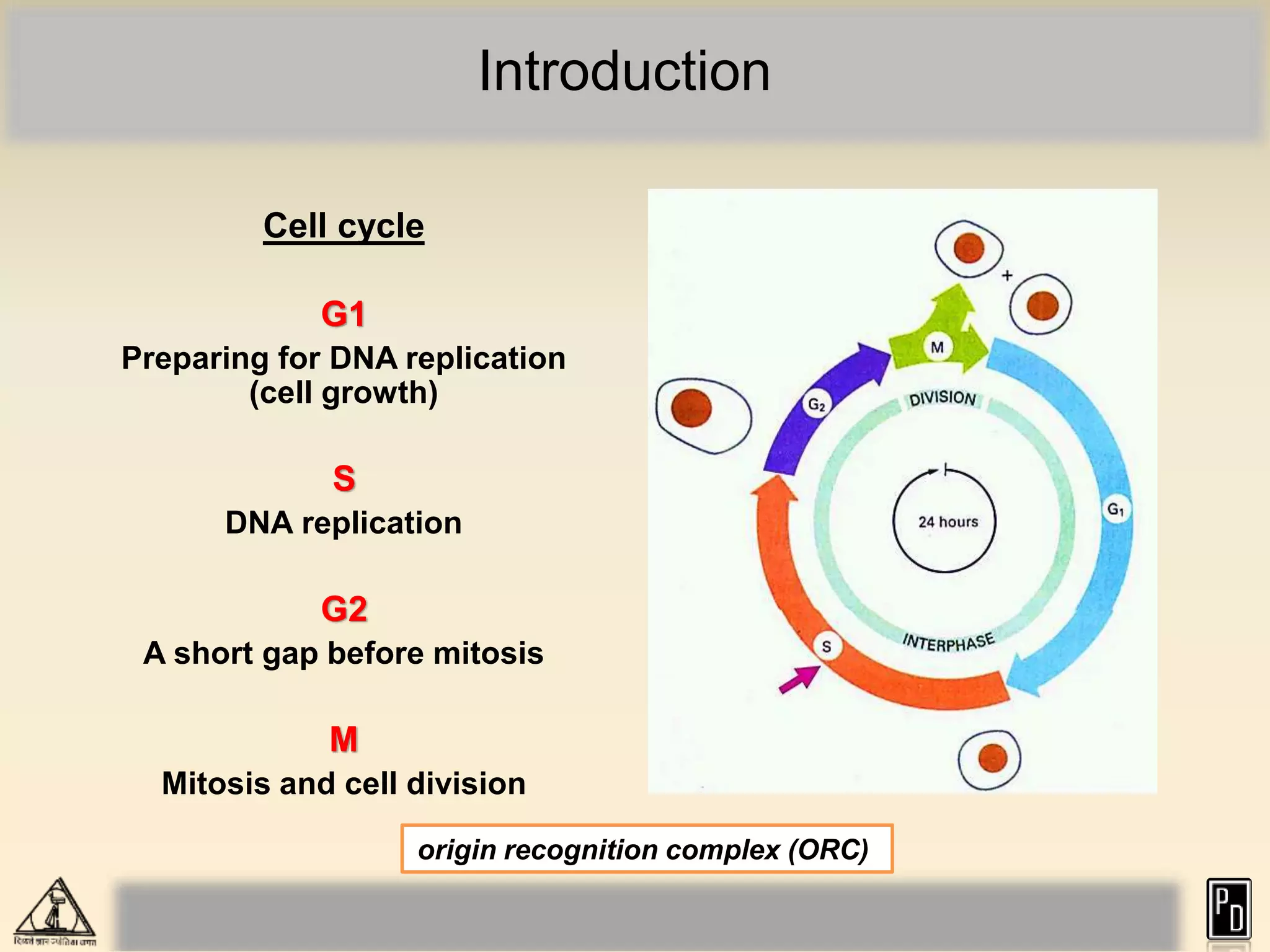 1768816628DNA replication in eukaryotes.pdf