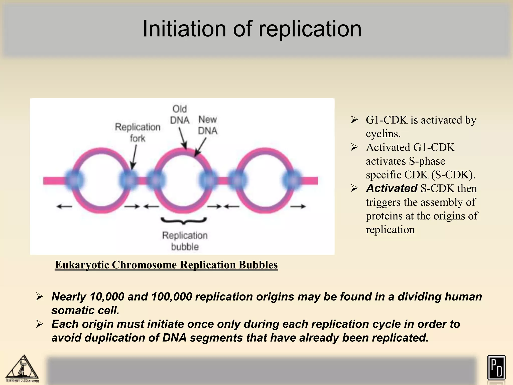 1768816628DNA replication in eukaryotes.pdf