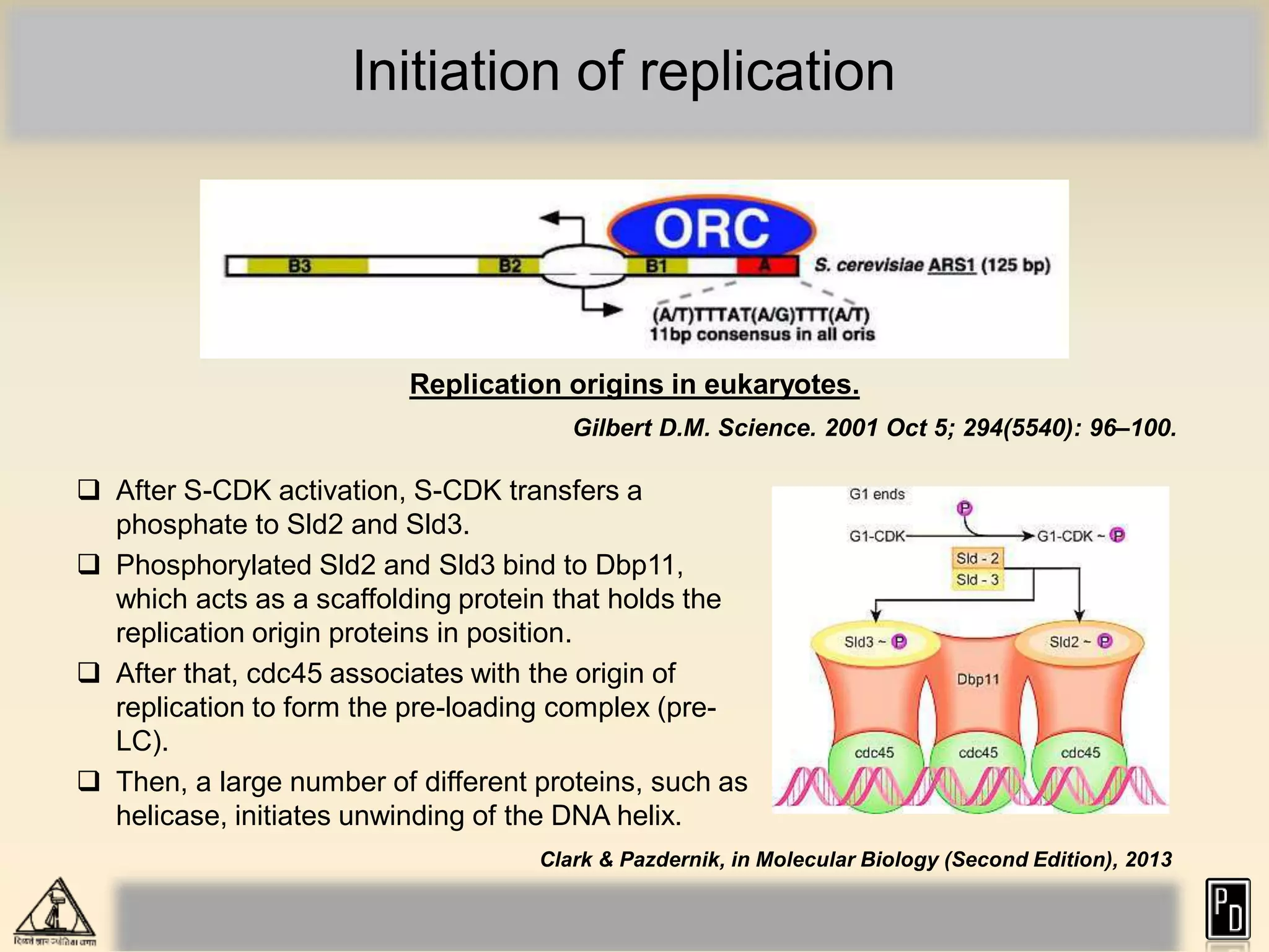 1768816628DNA replication in eukaryotes.pdf