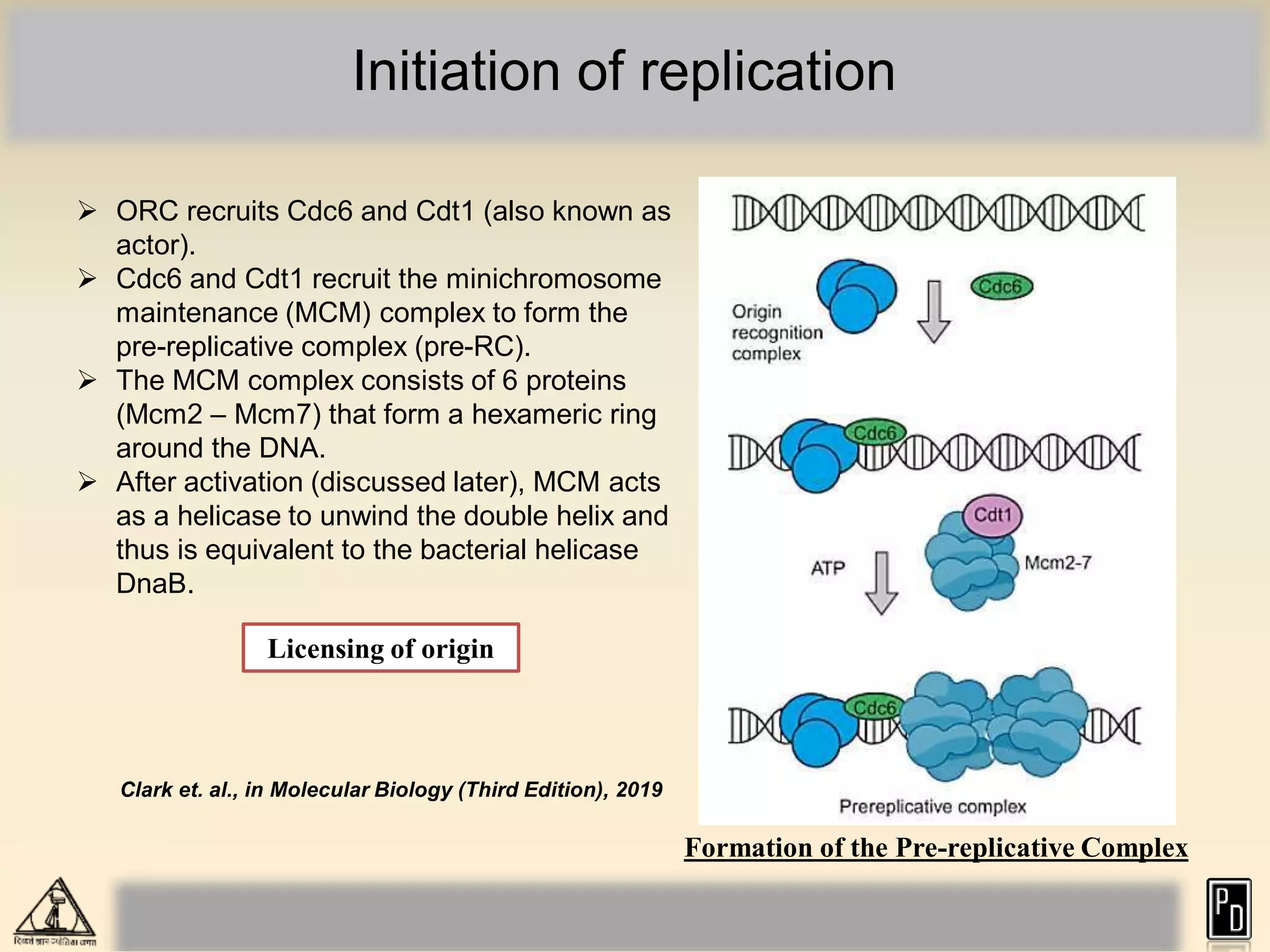 1768816628DNA replication in eukaryotes.pdf