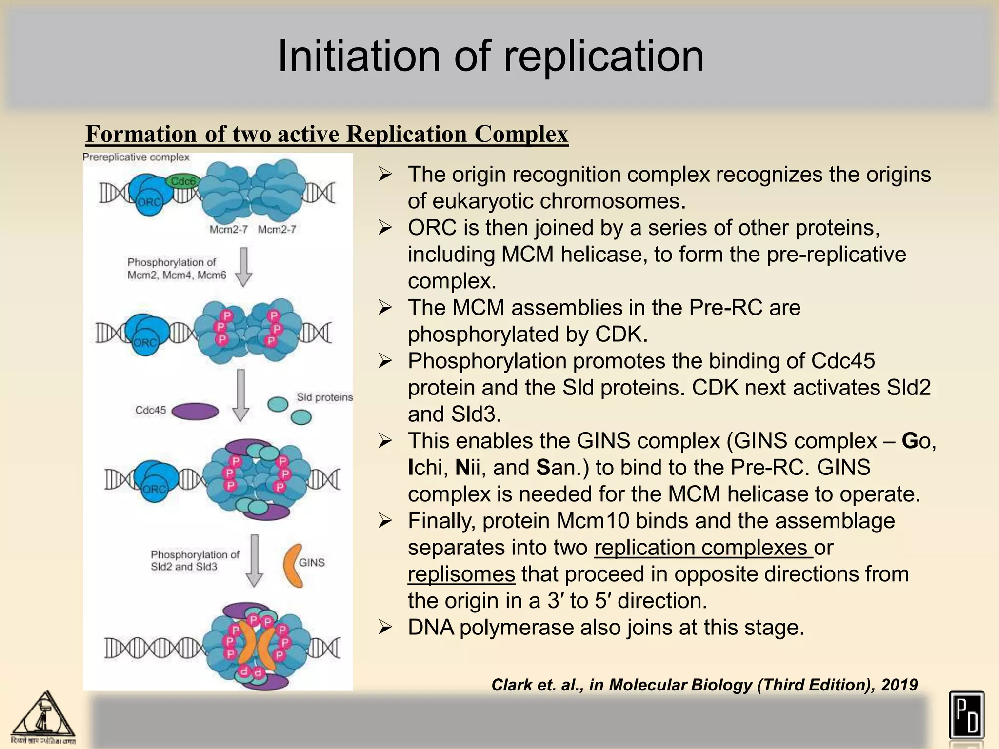 1768816628DNA replication in eukaryotes.pdf