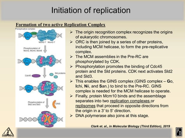 1768816628DNA replication in eukaryotes.pdf