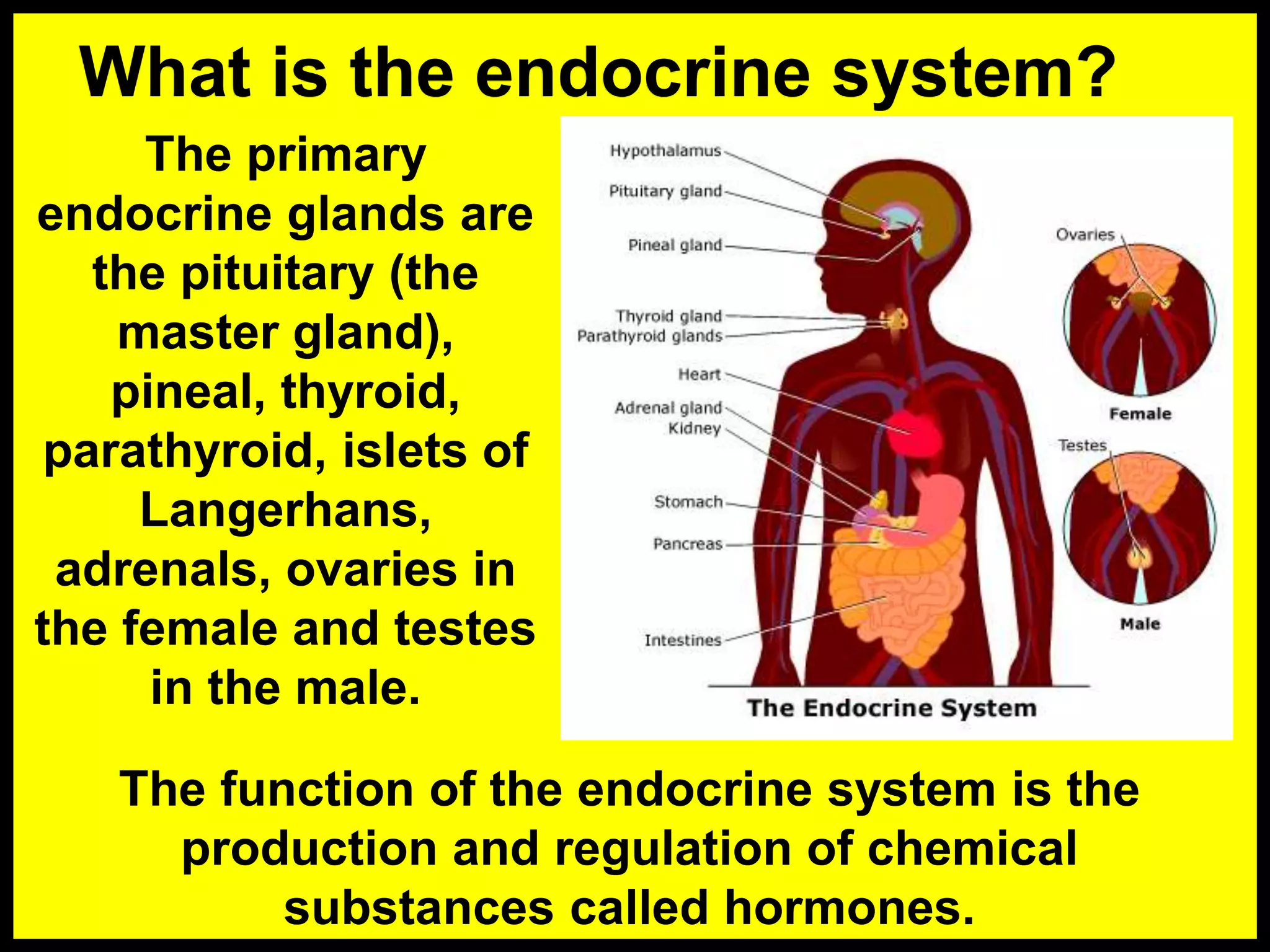 177 anatomy-endocrine-system | PPT
