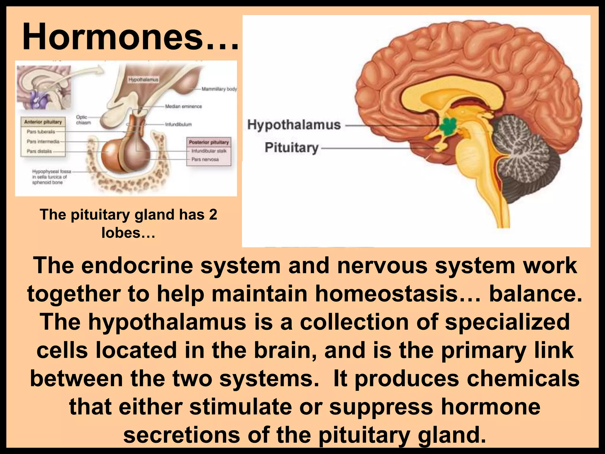 177 anatomy-endocrine-system | PPT