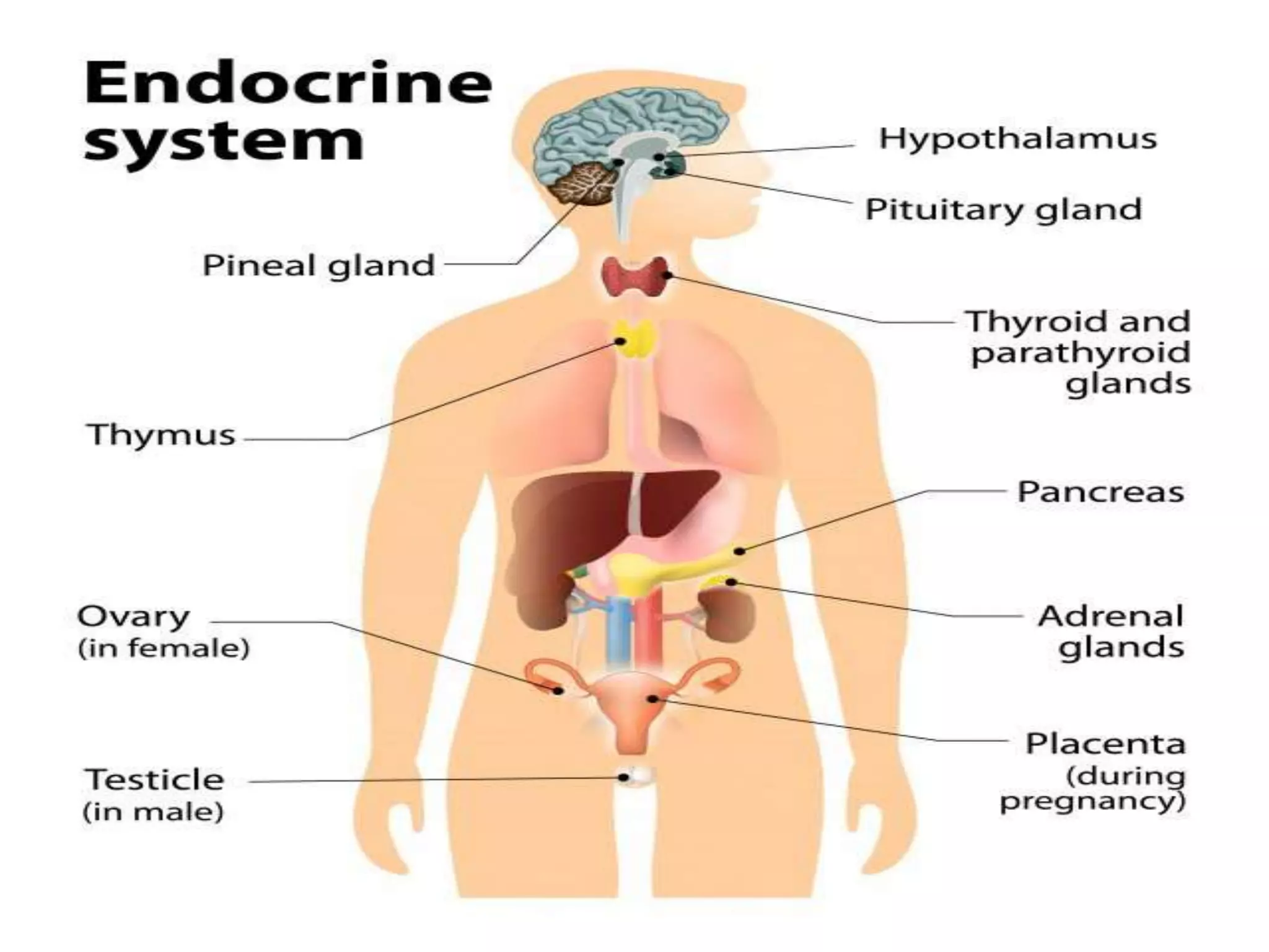 177-Anatomy-Endocrine-System.ppt