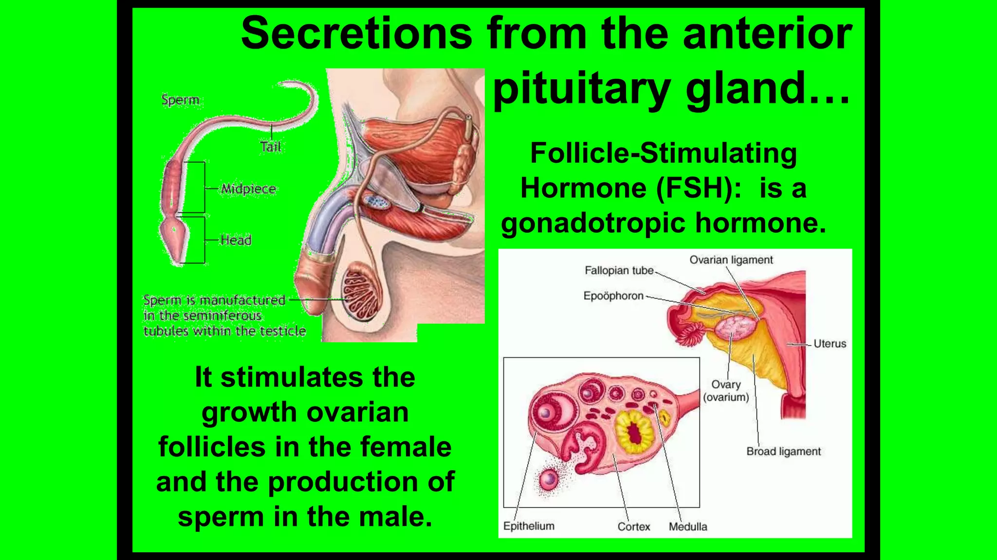 177-Anatomy-Endocrine-System.ppt