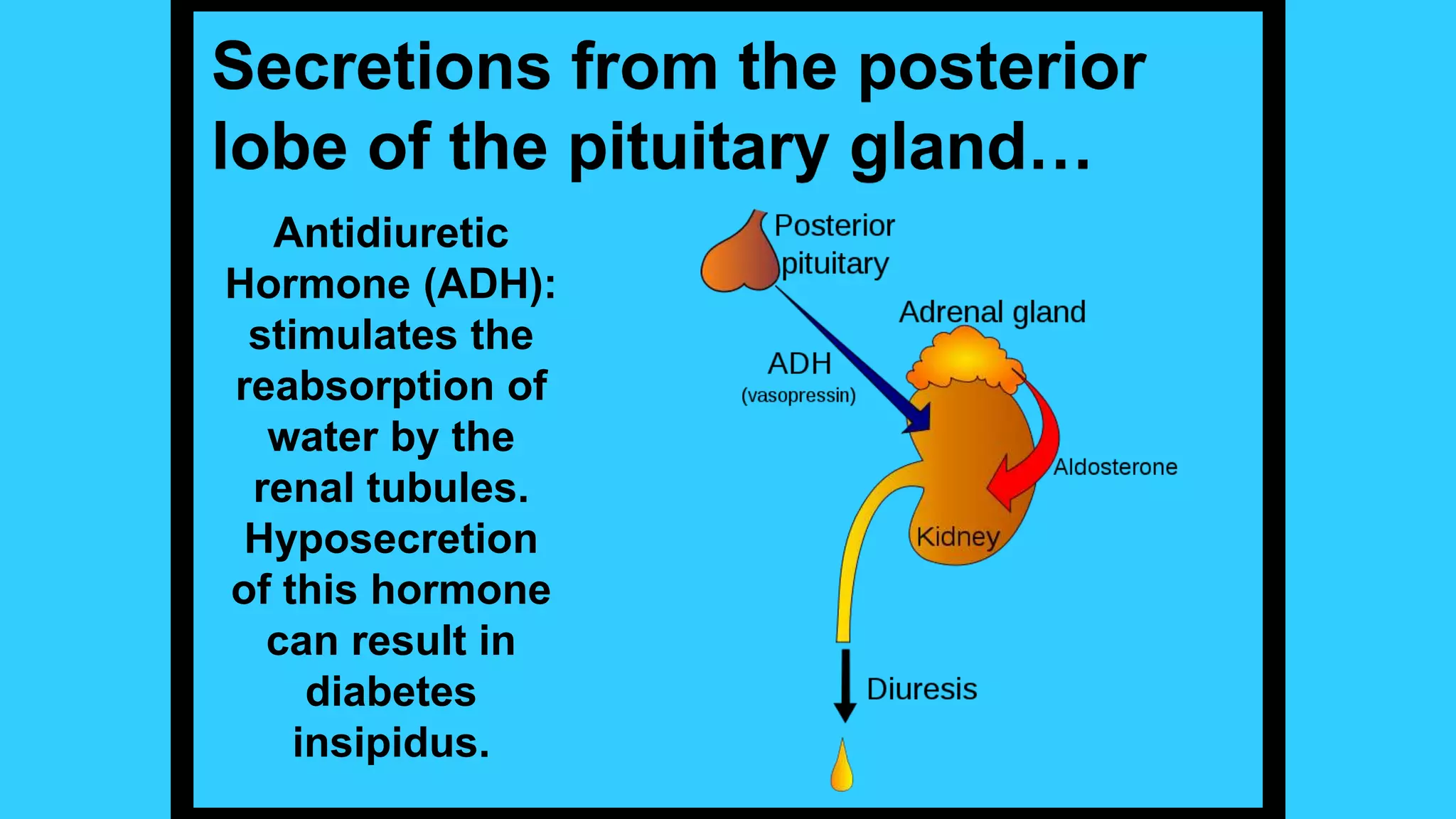 177-Anatomy-Endocrine-System.ppt