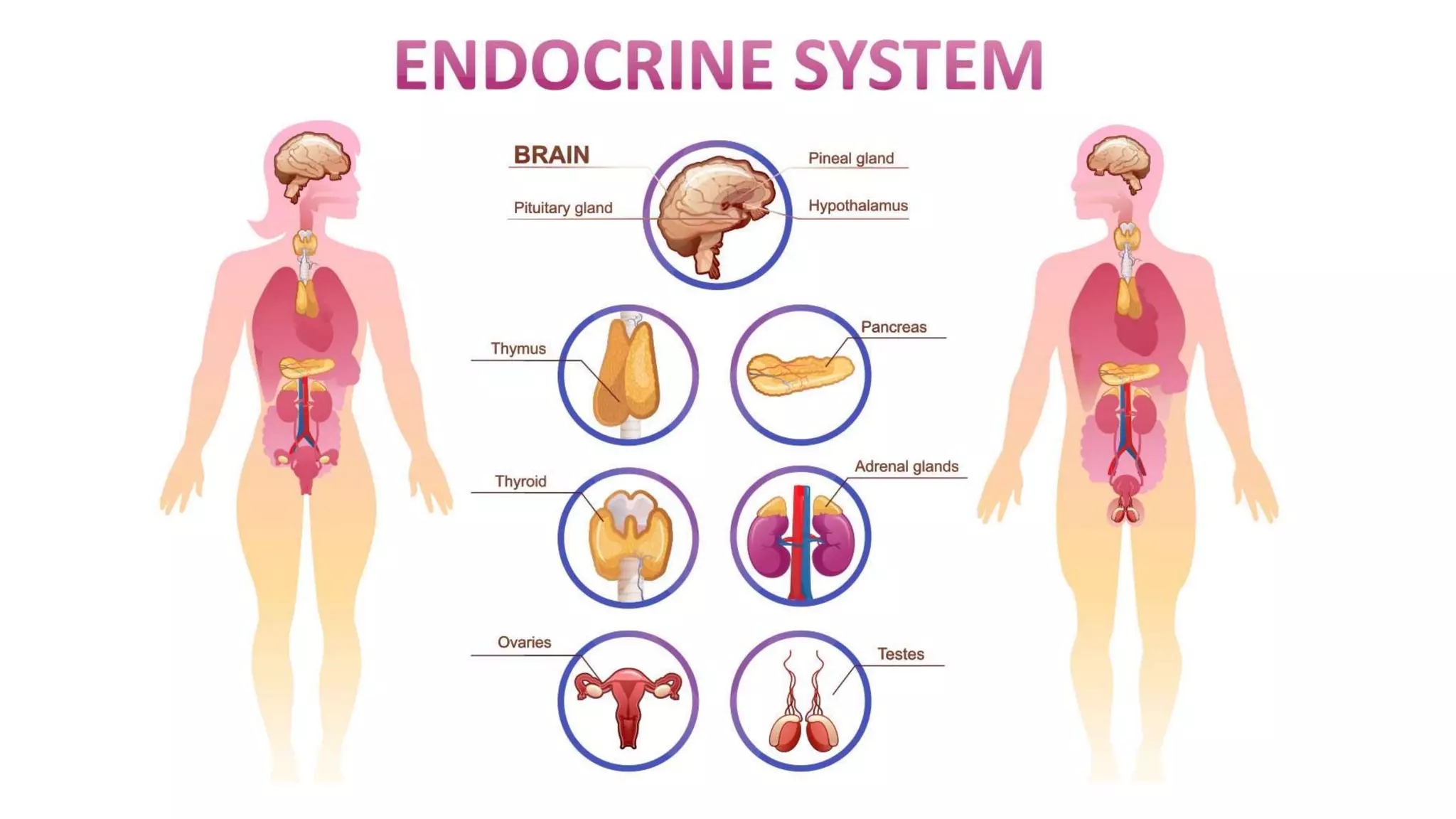177-Anatomy-Endocrine-System.ppt