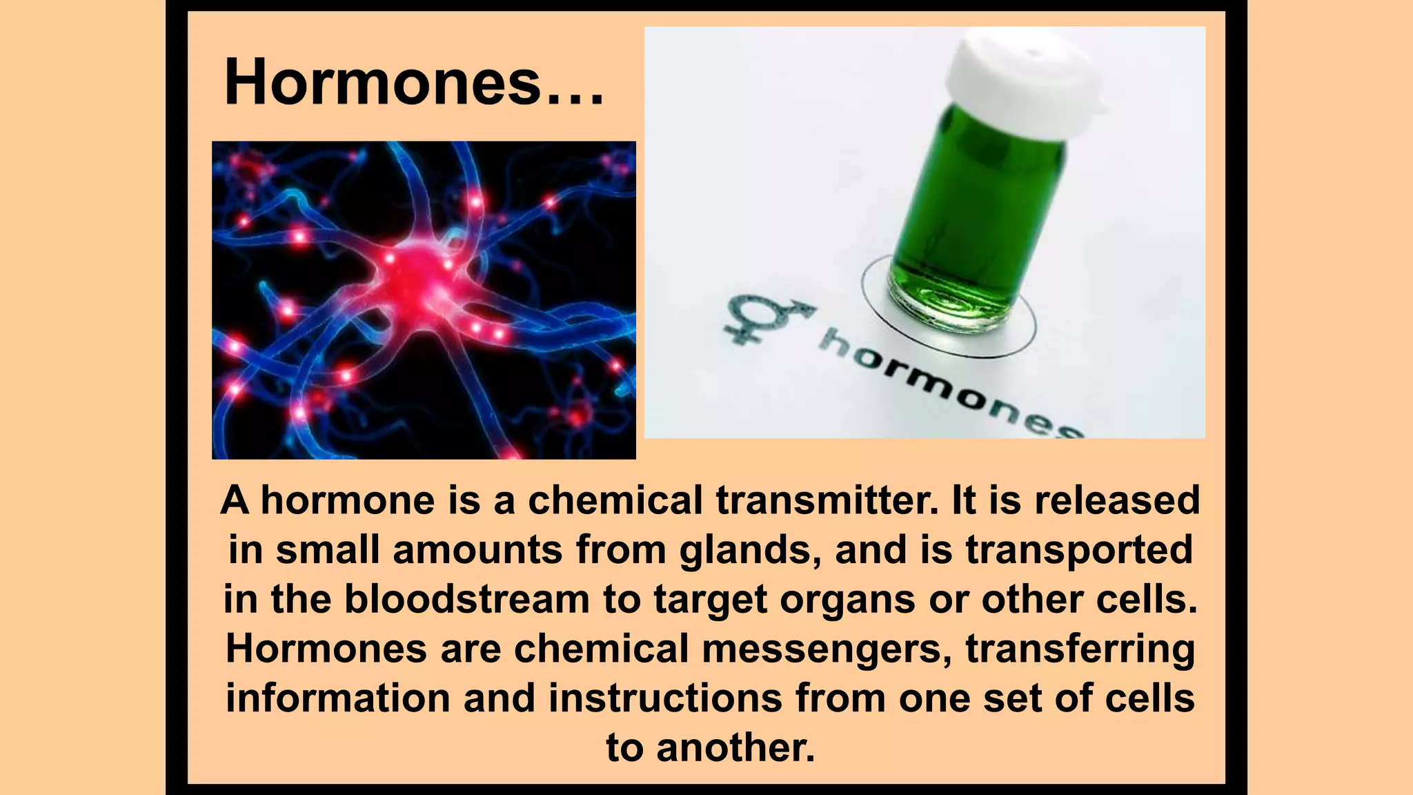 177-Anatomy-Endocrine-System.ppt