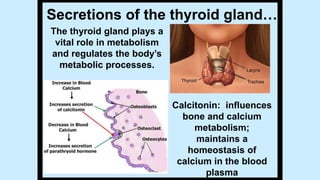 177-Anatomy-Endocrine-System.ppt