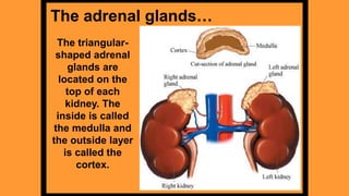 177-Anatomy-Endocrine-System.ppt