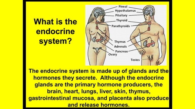 177-Anatomy-Endocrine-System.ppt