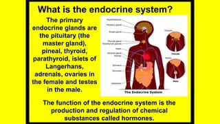 177-Anatomy-Endocrine-System.ppt