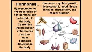 177-Anatomy-Endocrine-System.ppt