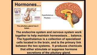 177-Anatomy-Endocrine-System.ppt