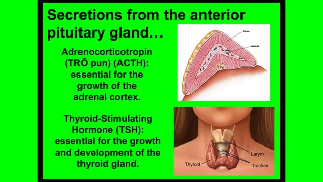 177-Anatomy-Endocrine-System.ppt