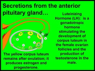 177-Anatomy-Endocrine-System.ppt