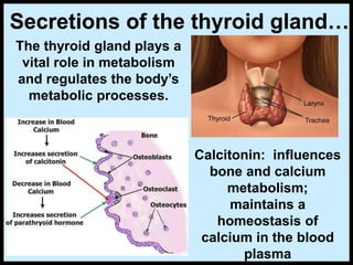177-Anatomy-Endocrine-System.ppt