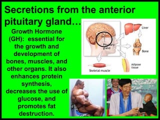 177-Anatomy-Endocrine-System.ppt
