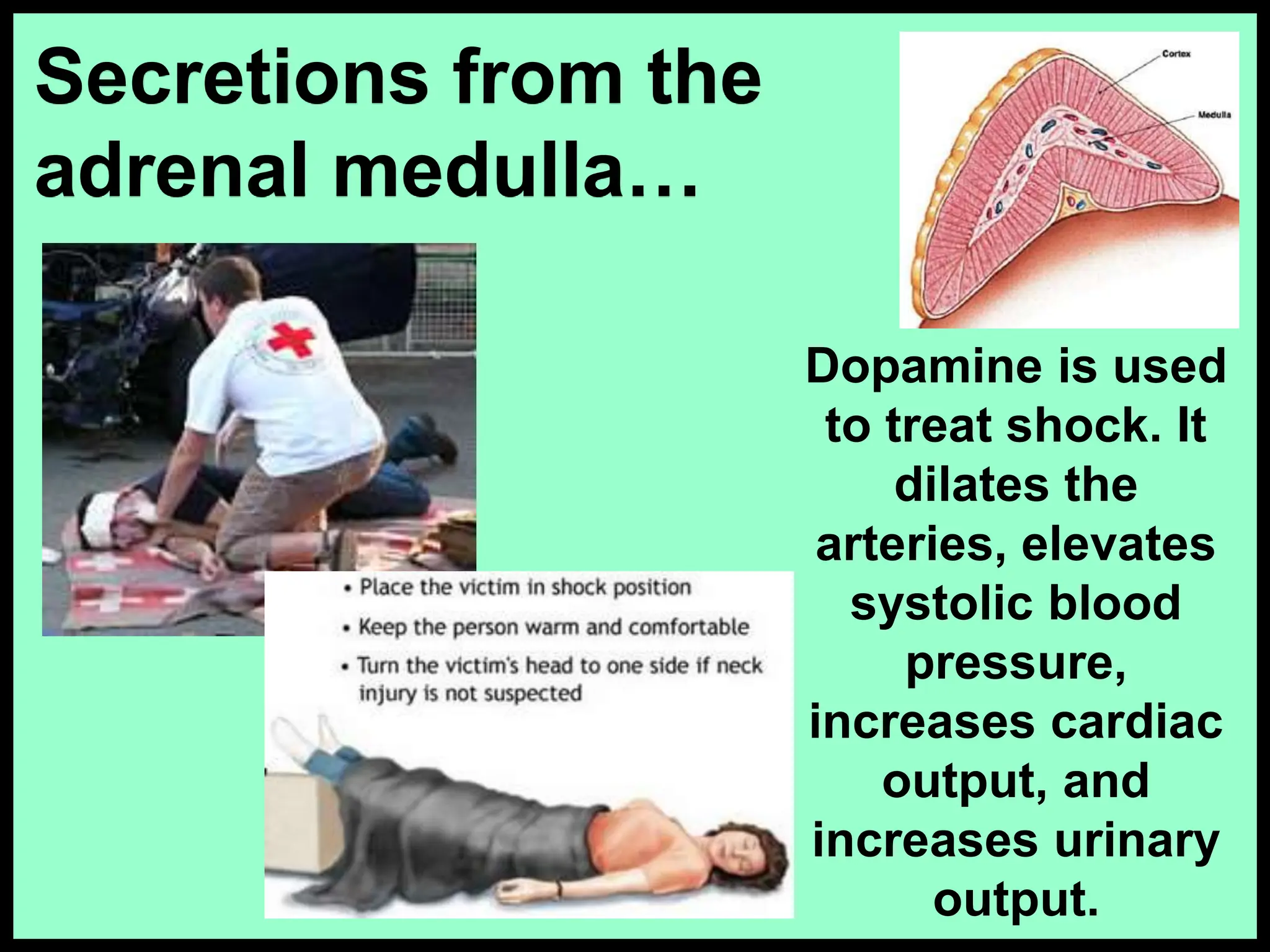 177-Anatomy-Endocrine-System-INCLUDING GLANDS | PPT