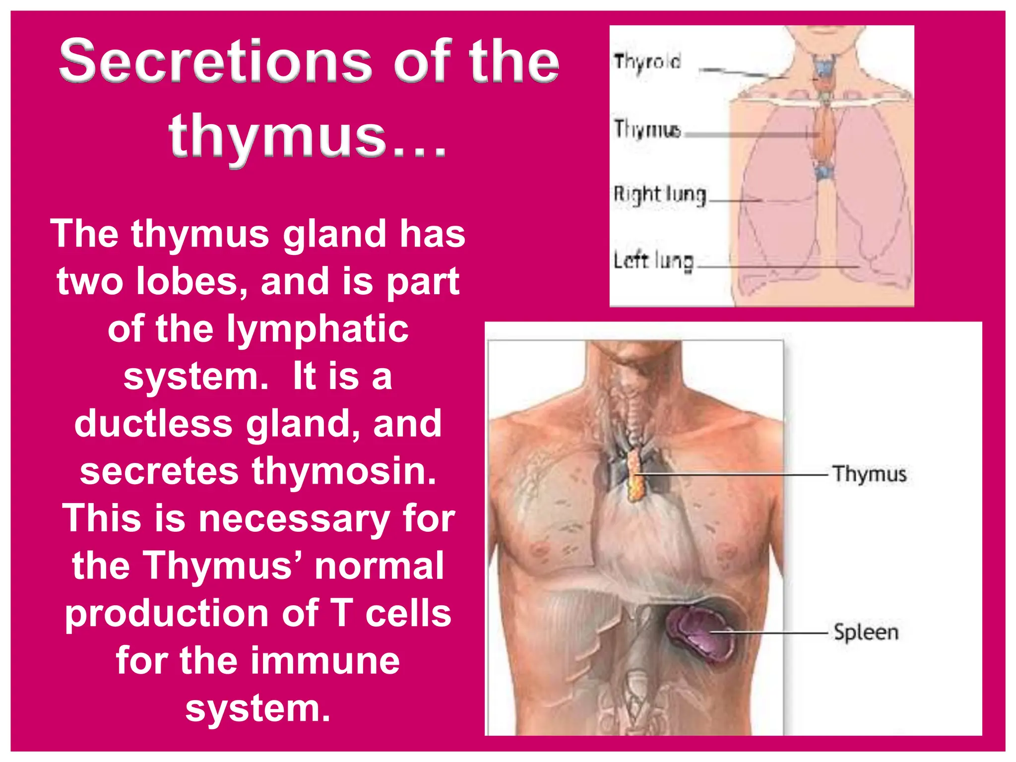 177-Anatomy-Endocrine-System-INCLUDING GLANDS | PPT