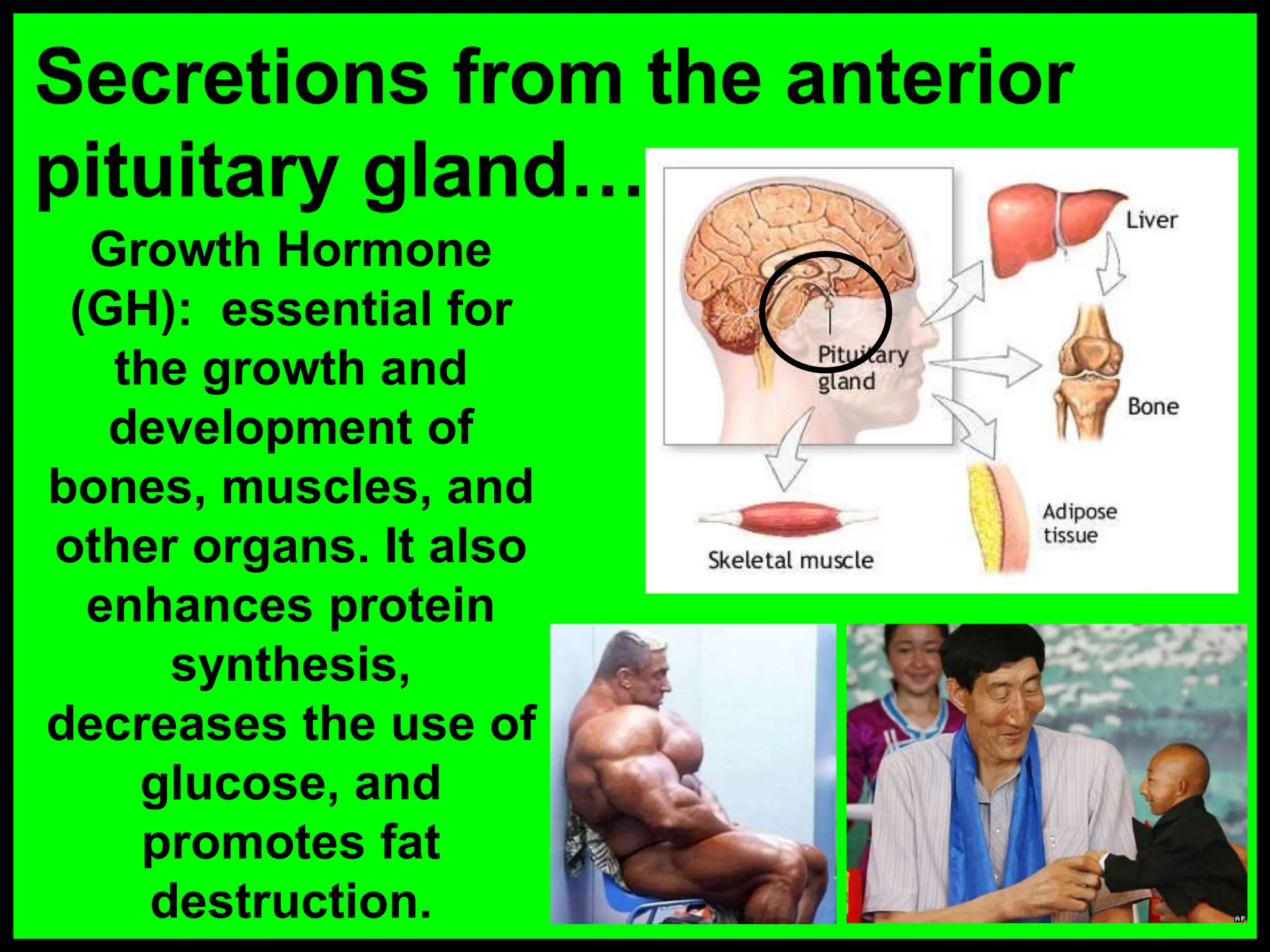 177-Anatomy-Endocrine-System-INCLUDING GLANDS | PPT