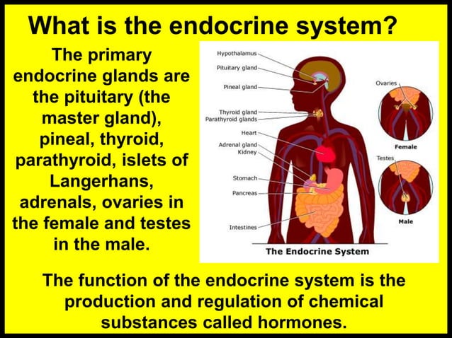 177-Anatomy-Endocrine-System grade 10 quarter 3 | PPT