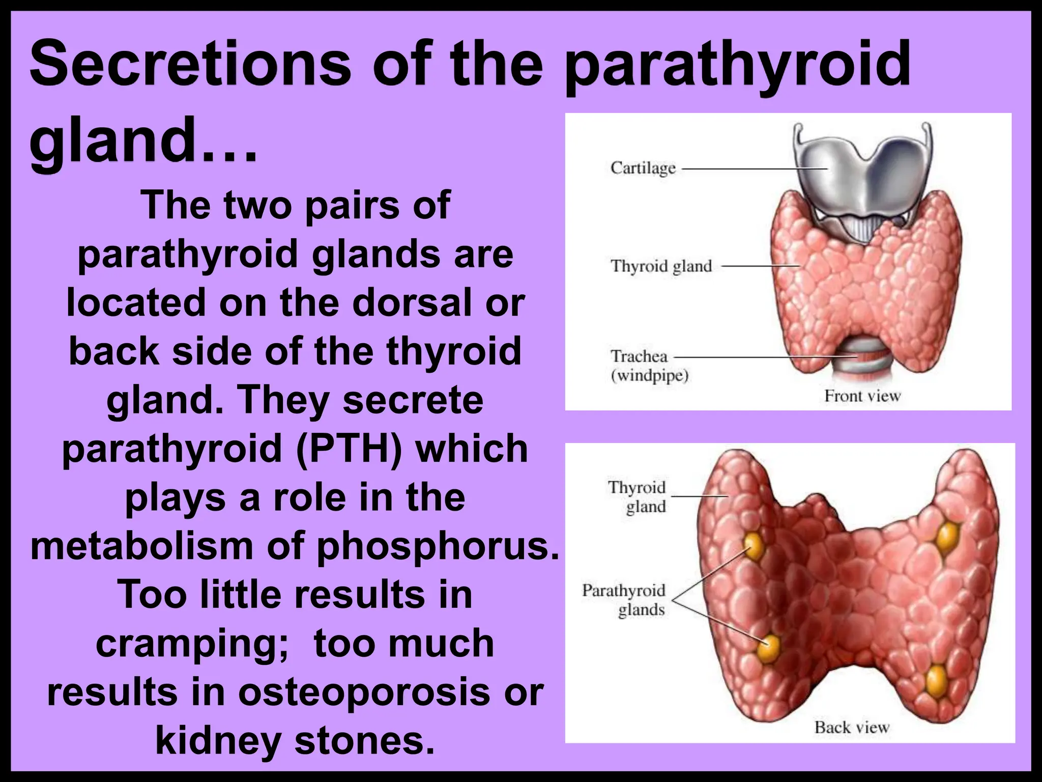 177-Anatomy-Endocrine-System Grade 10 Science | PPTX