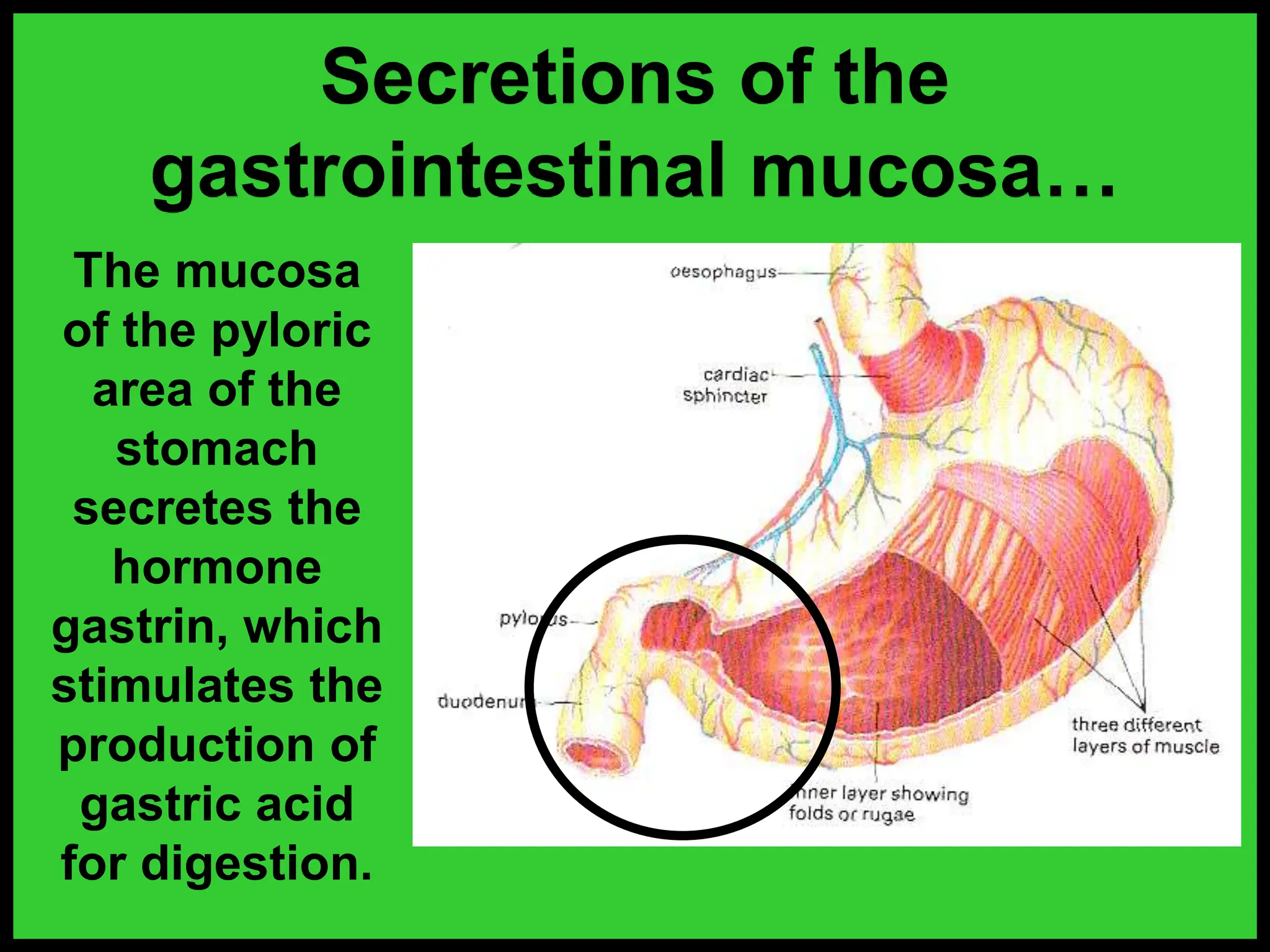 177-Anatomy-Endocrine-System Grade 10 Science | PPTX