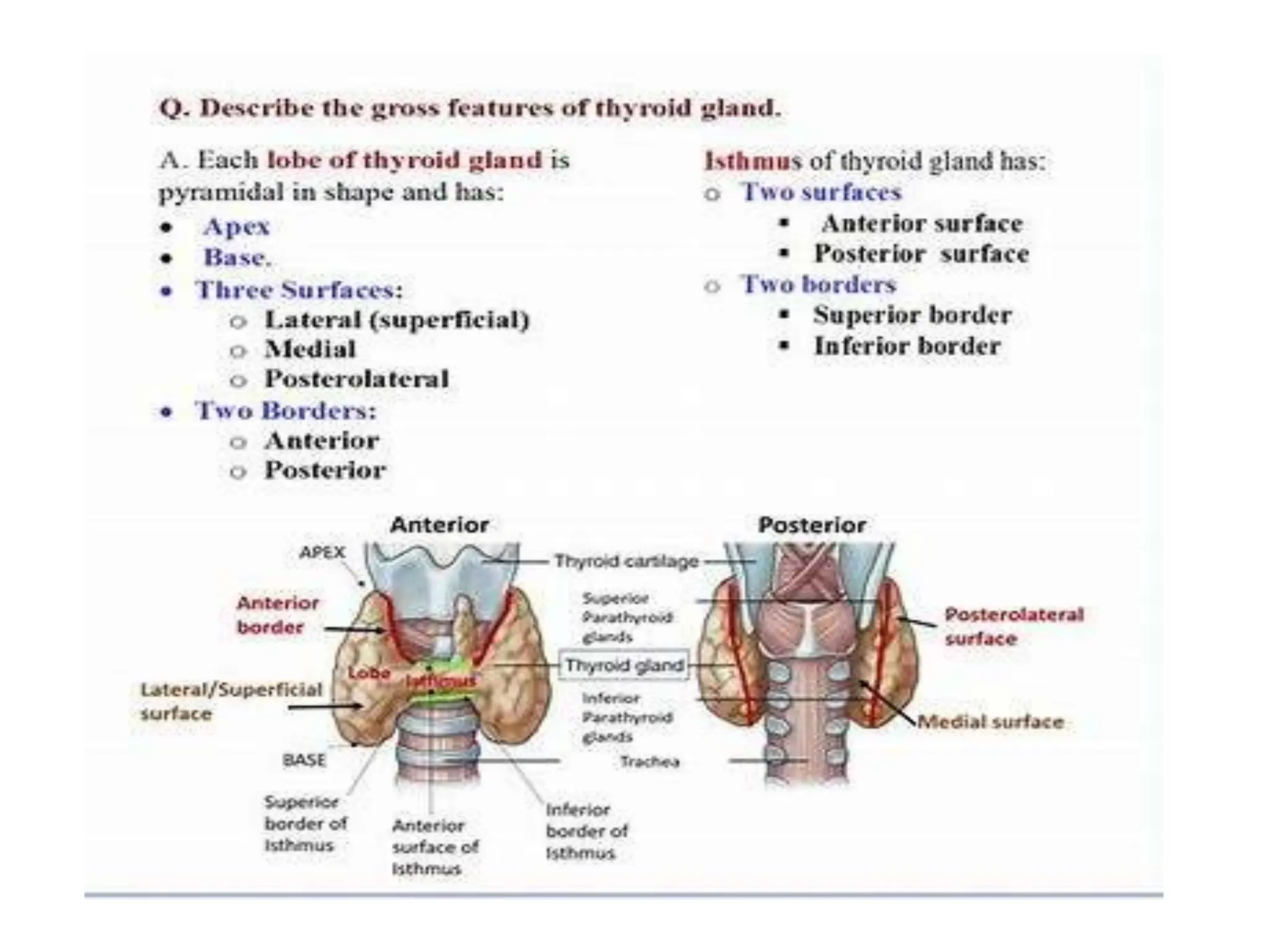 177-Anatomy-Endocrine-System (1).pptlimt | PPT