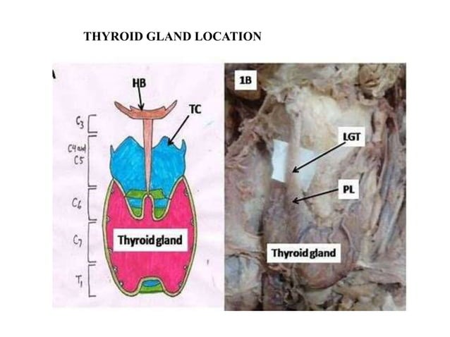 177-Anatomy-Endocrine-System (1).pptlimt | PPT