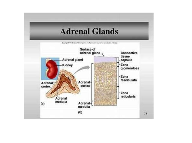 177-Anatomy-Endocrine-System (1).pptlimt | PPT