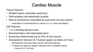 1771399963881_Basic-Tissues-Muscle-and-Nervous-Tissues-2026.pdf