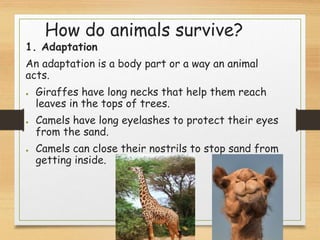 Grade 2 Science Review Term 1.ppt