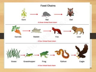 Grade 2 Science Review Term 1.ppt