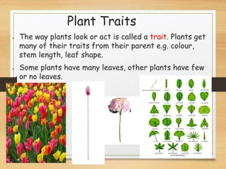 Grade 2 Science Review Term 1.ppt