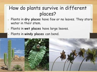 Grade 2 Science Review Term 1.ppt