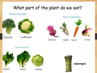 Grade 2 Science Review Term 1.ppt