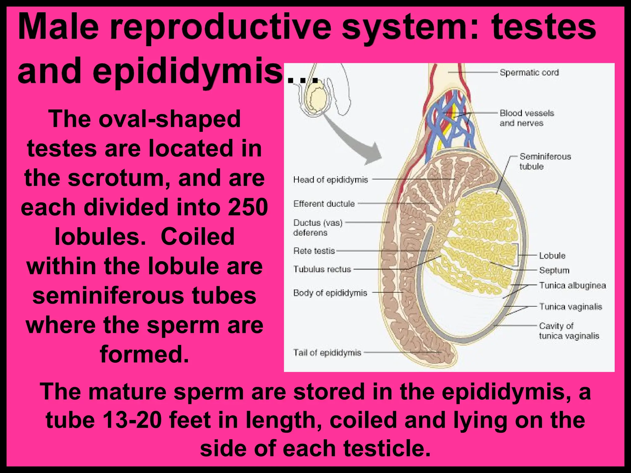178-Anatomy-Reproductive-System-ARS1.pdf