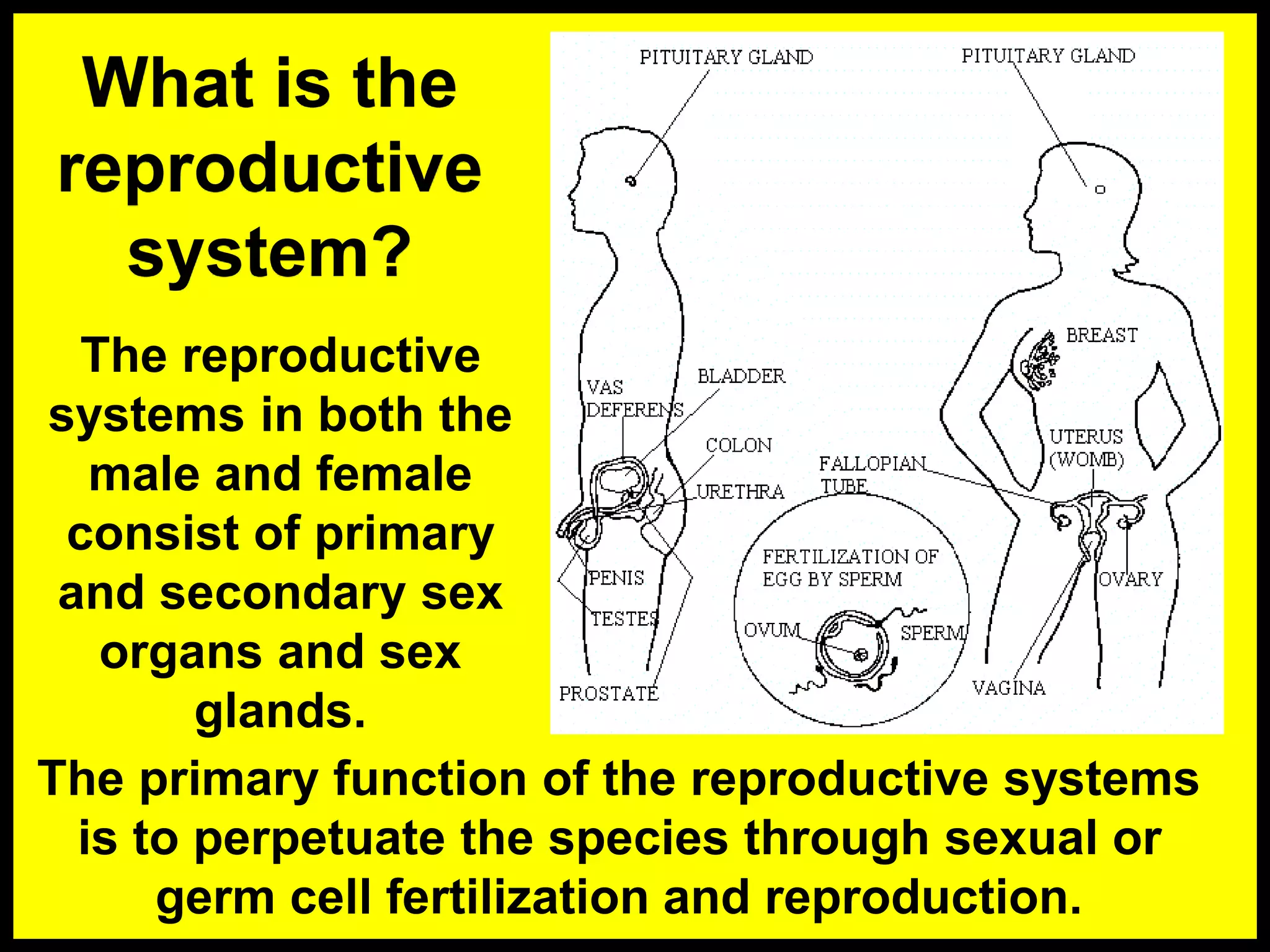 178-Anatomy-Reproductive-System.ppt