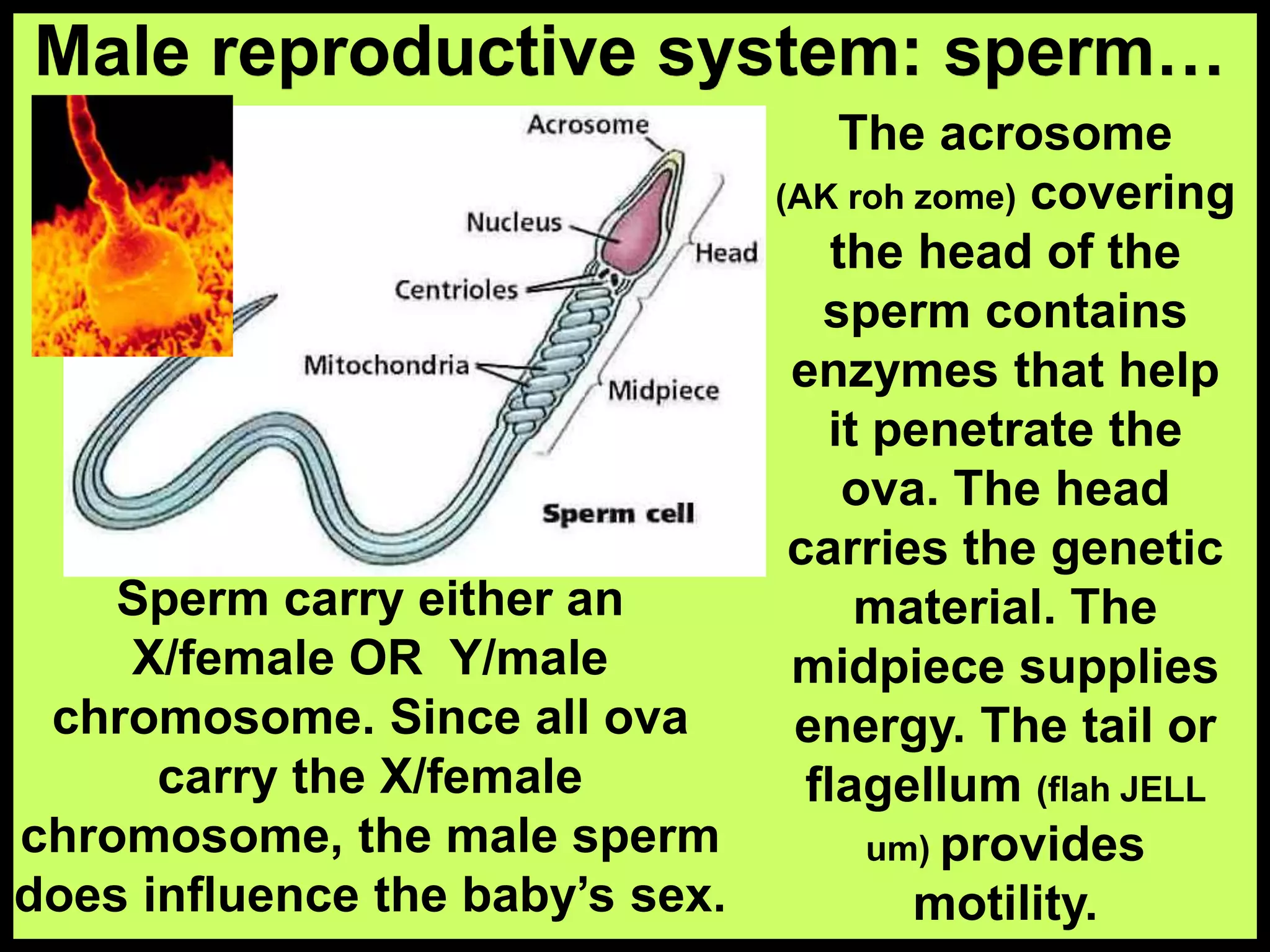 178-Anatomy-Reproductive-System.ppt
