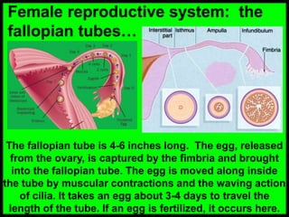 178-Anatomy-Reproductive-System.ppt
