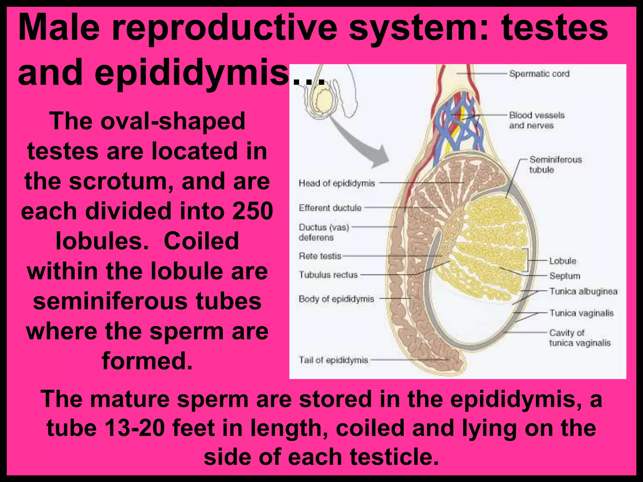 Anatomy Reproductive Systemppt