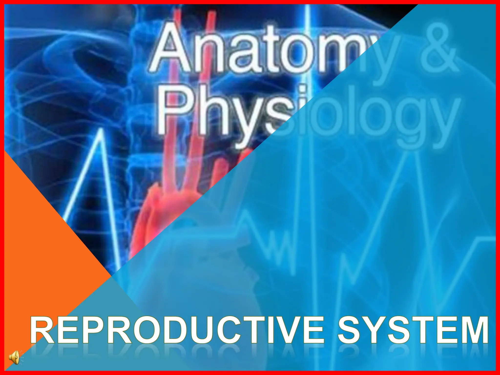 178-Anatomy-Reproductive-System.ppt